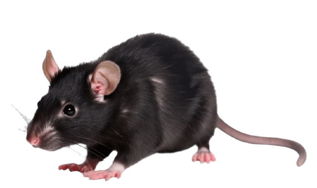 Pest Control Services Lahore | Termite & Rodent Control