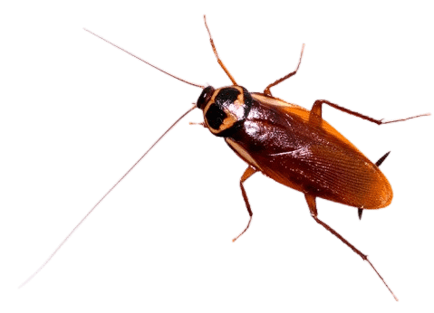 Pest Control Services Lahore | Termite & Rodent Control